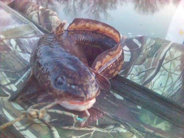 dongo - Menyhal - Haldorádó horgász áruház